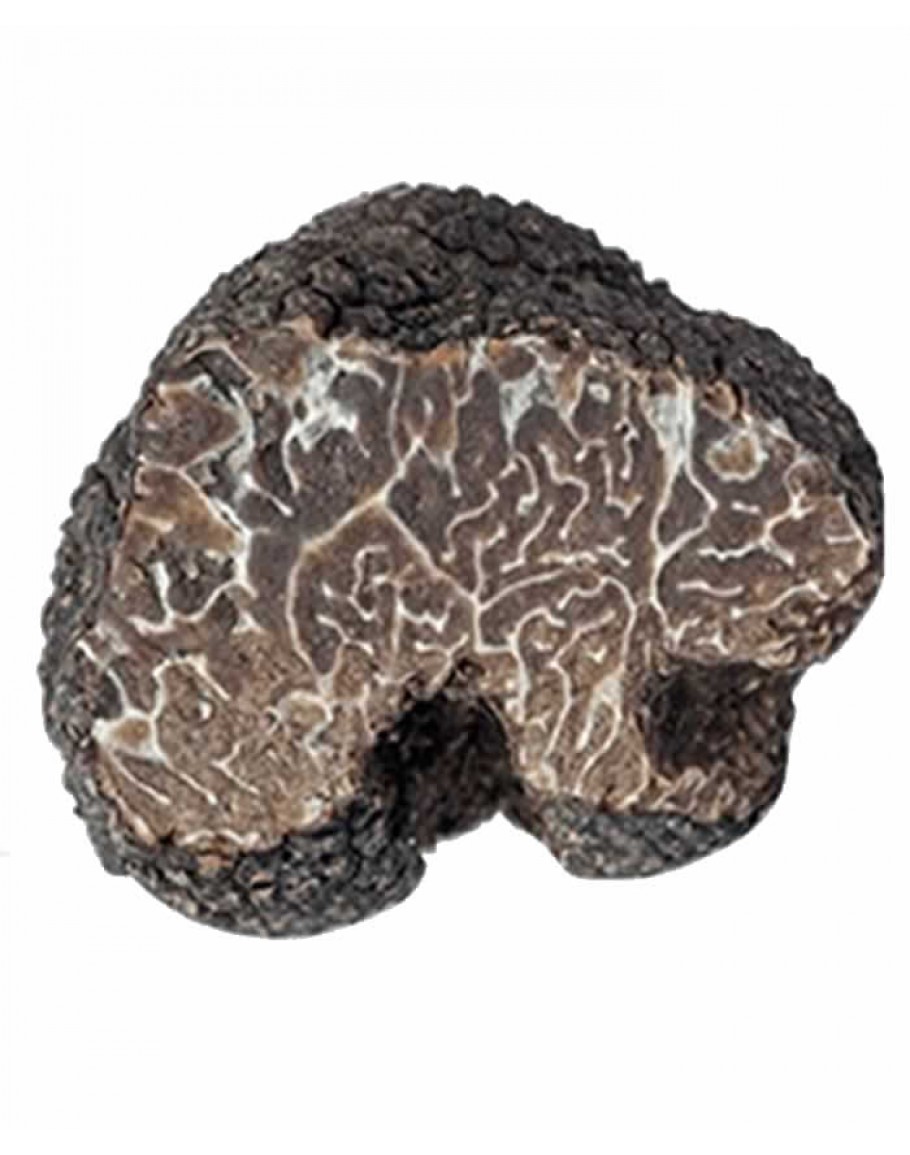 Fresh Black Winter Truffle | Tuber Brumale (Extra-grade)